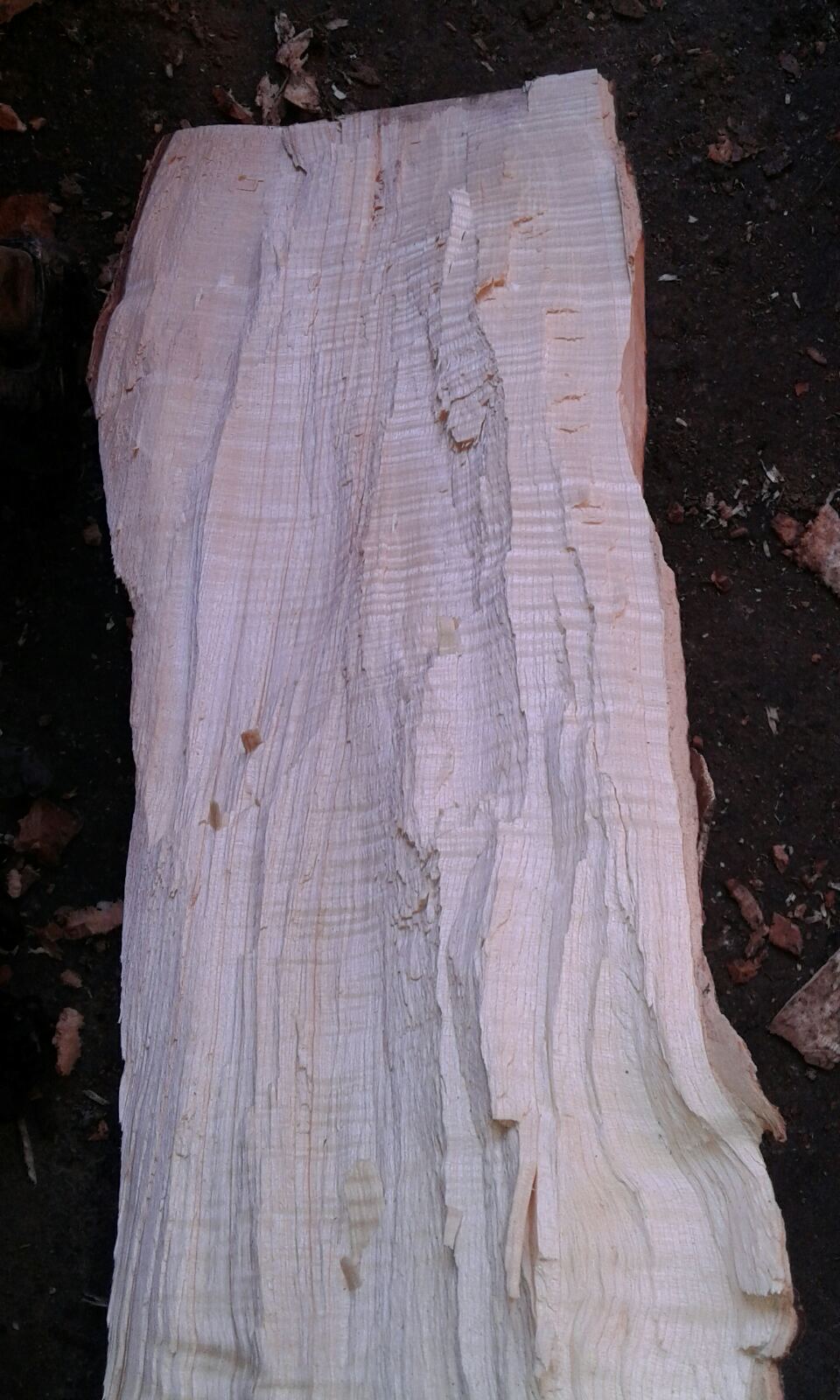 Why Bosnian maple is the king of trees – AVDIC VIOLINS