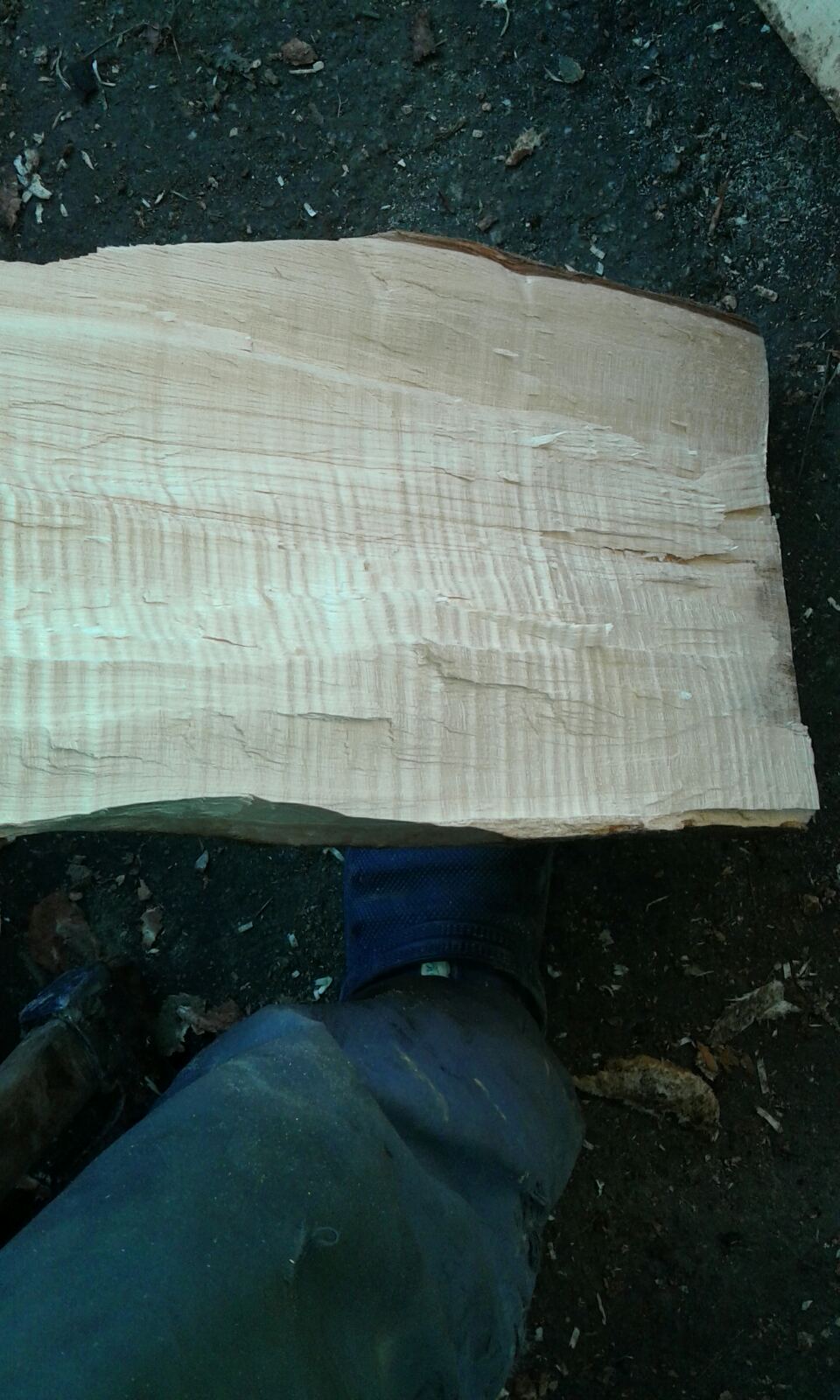 Why Bosnian maple is the king of trees – AVDIC VIOLINS